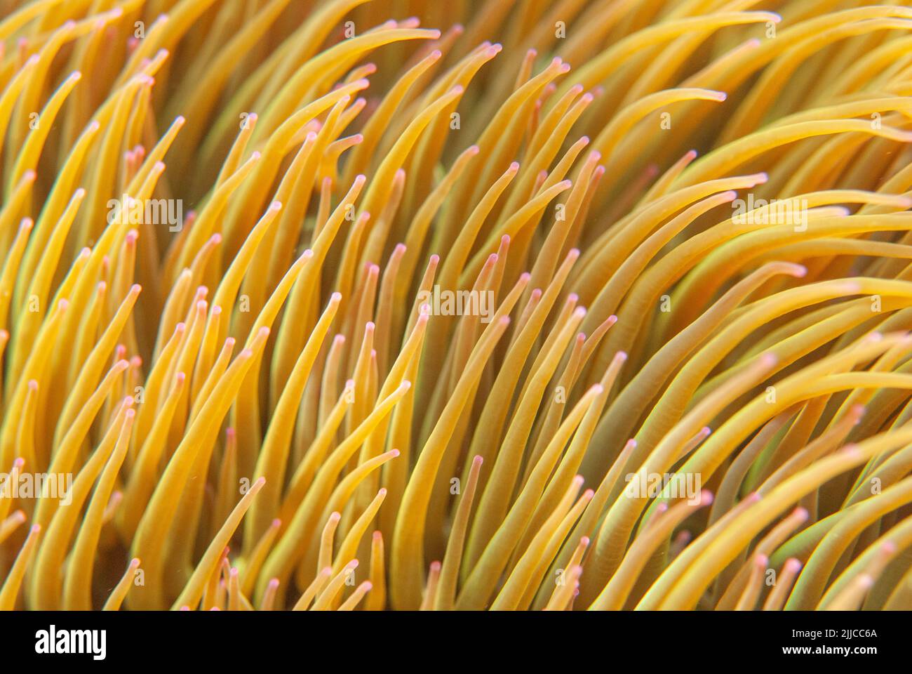 Snakelock (Anemonia viridis Stock Photo - Alamy