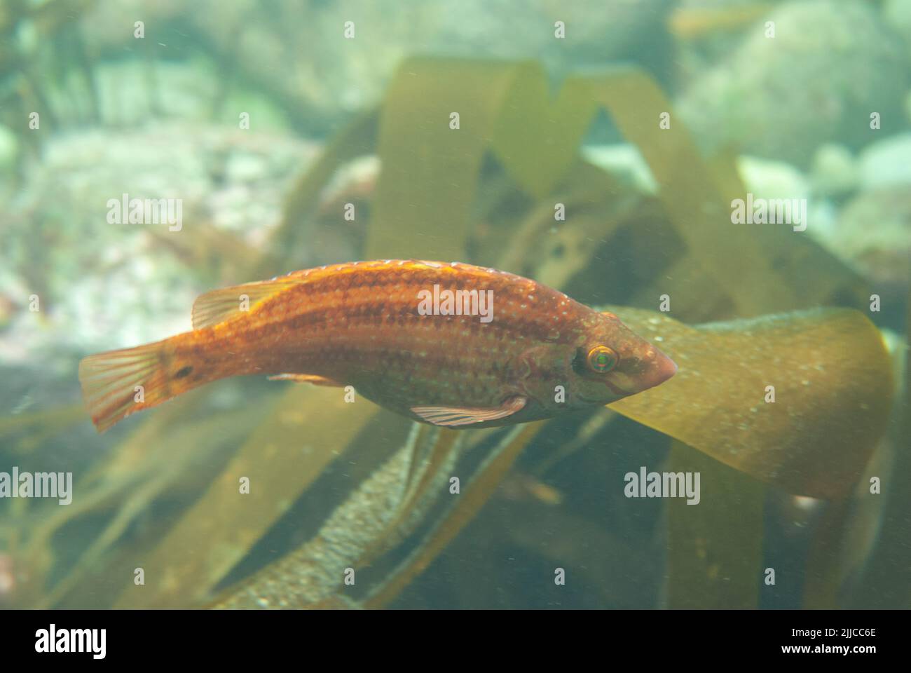 Corkwing wrasse (Symphodus melops) photographed underwater in ...