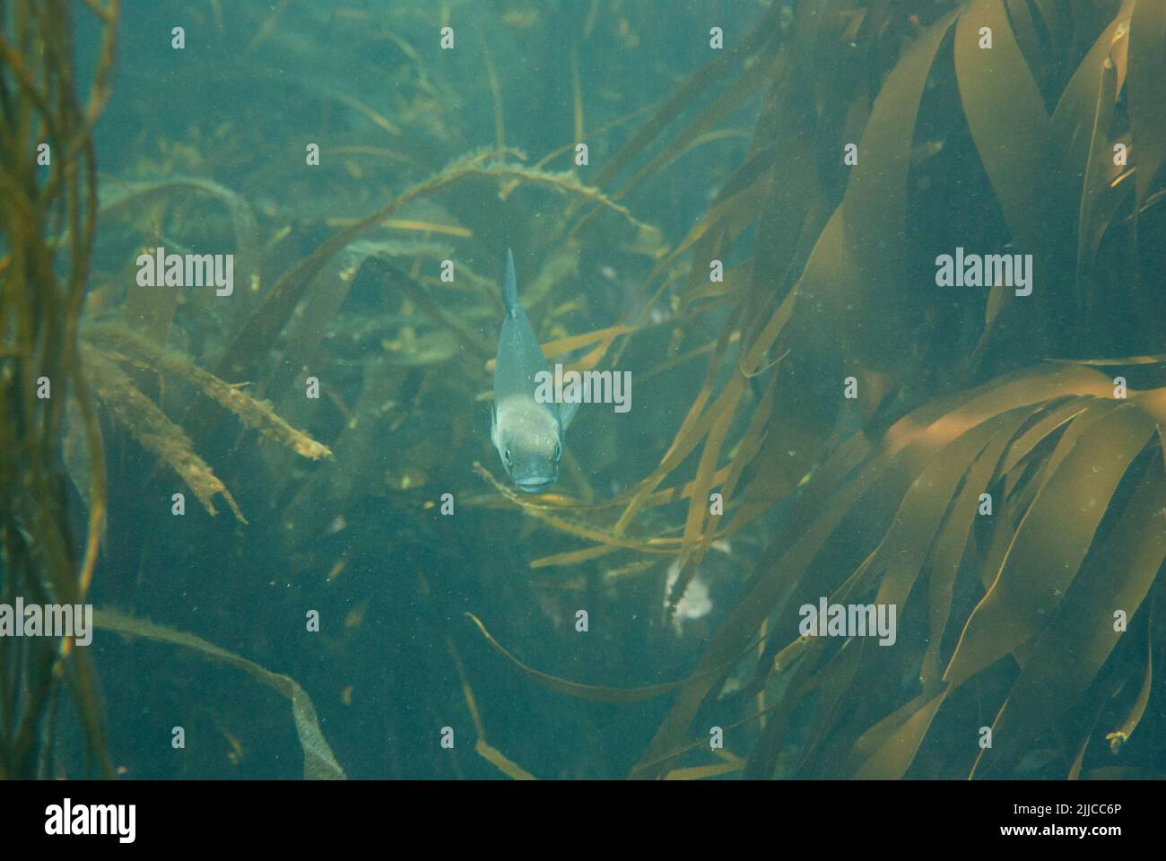 Bass (Dicentrarchus labrax). Photographed underwater in Pembrokeshire ...