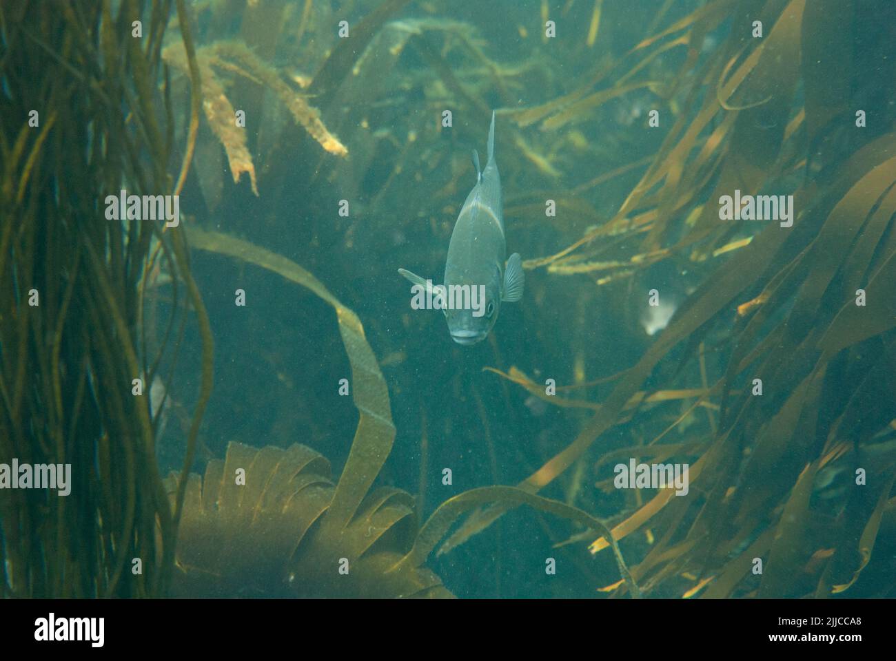 Bass (Dicentrarchus labrax). Photographed underwater in Pembrokeshire ...