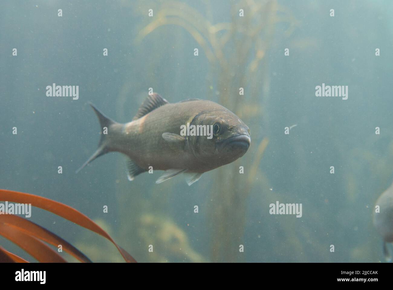 Bass (Dicentrarchus labrax). Photographed underwater in Pembrokeshire ...