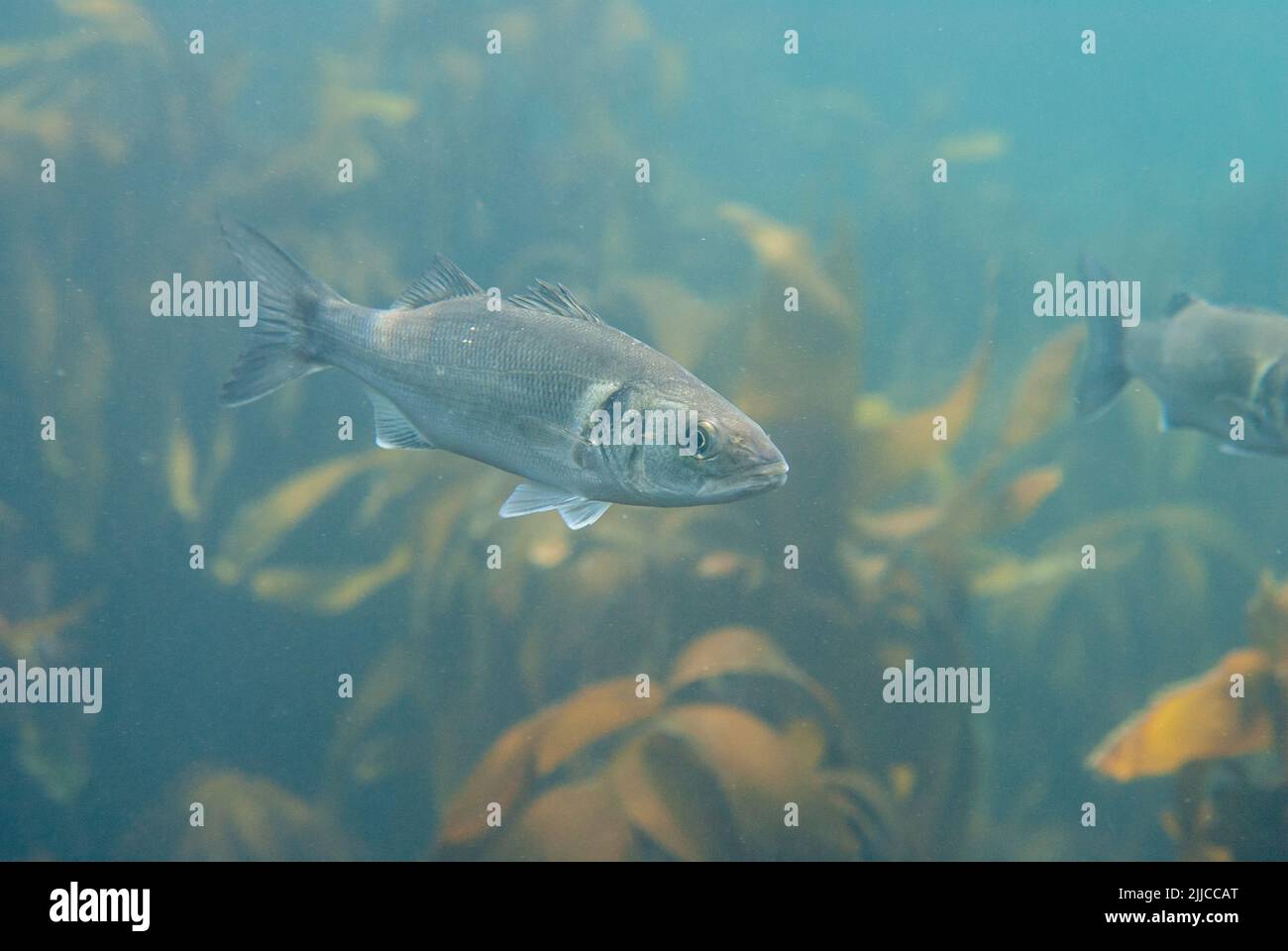 School of bass (Dicentrarchus labrax). Photographed underwater in ...