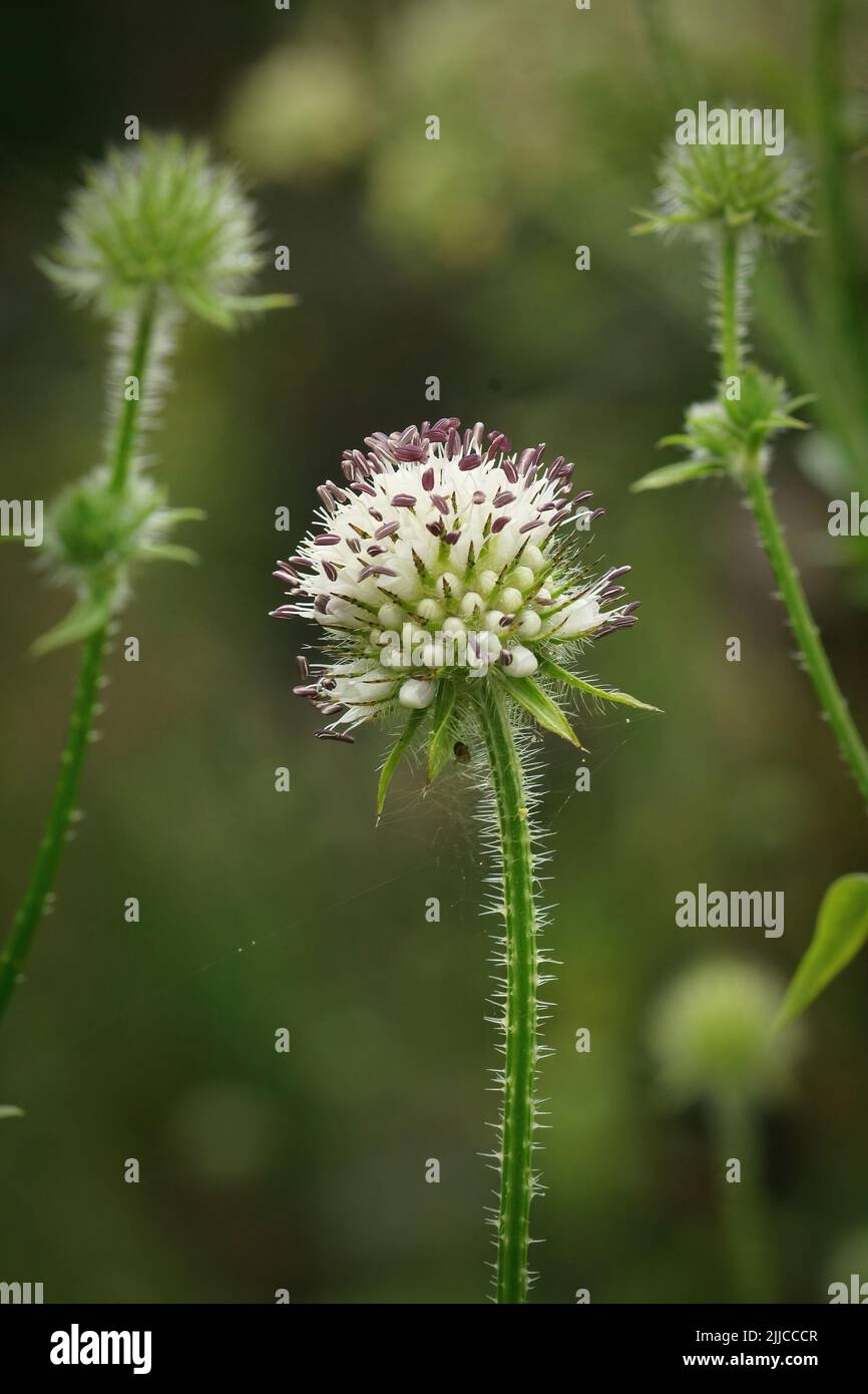 Closeup on the white flower of the rare small teasel plant, Dipsacus ...