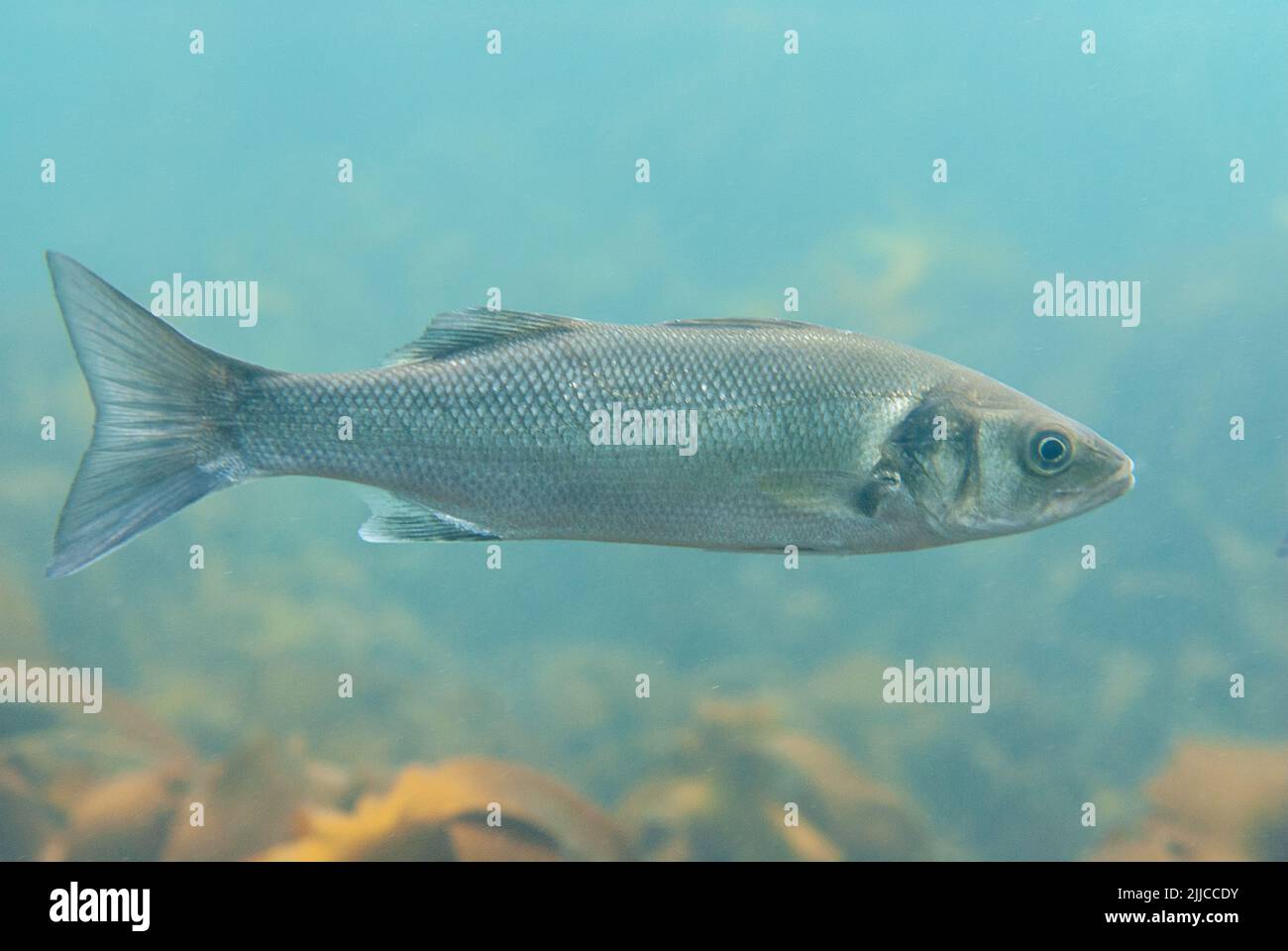 Bass (Dicentrarchus labrax). Photographed underwater in Pembrokeshire ...