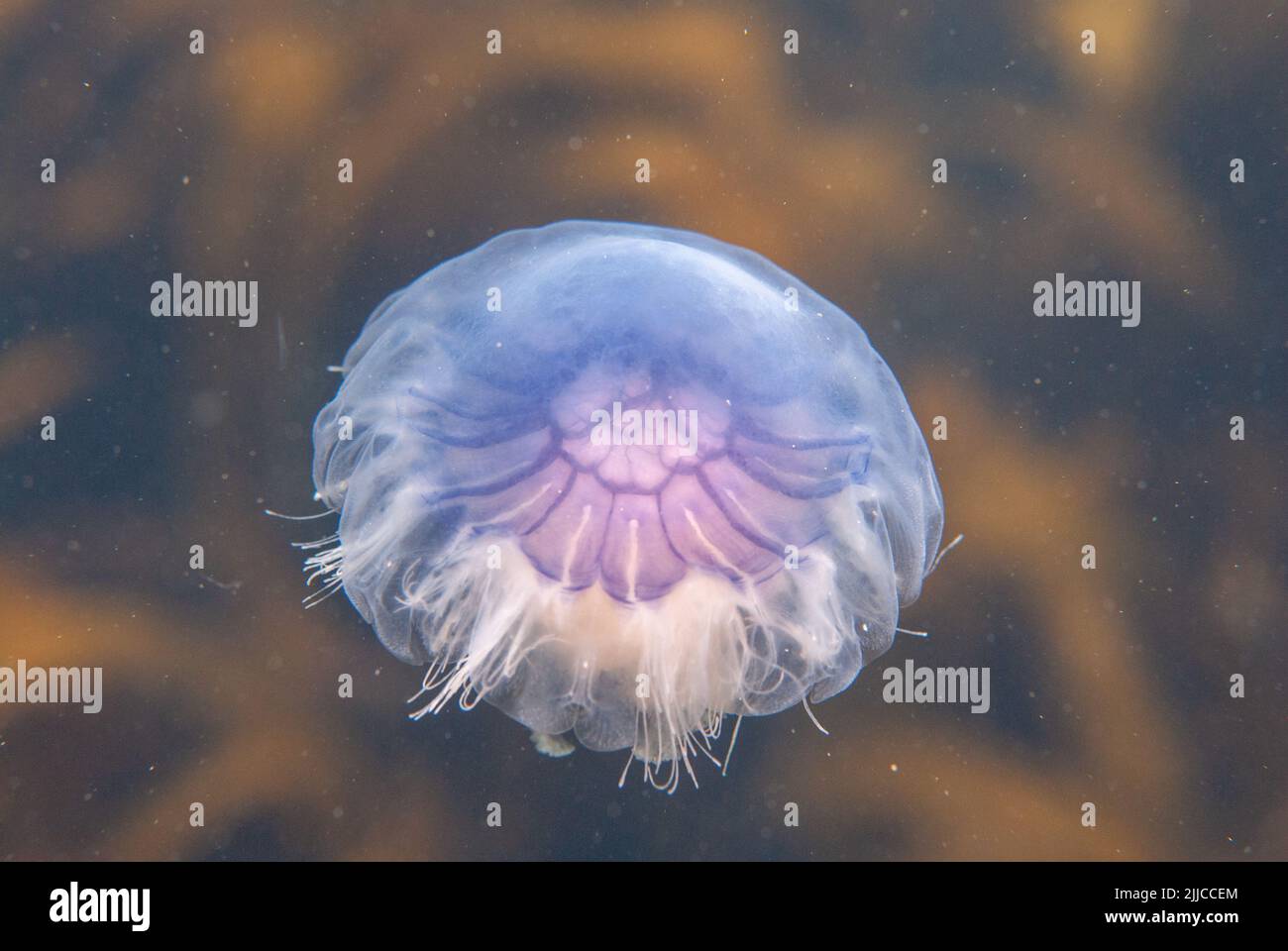 Blue jellyfish (Cyanea lamarckii). Photographed underwater in ...