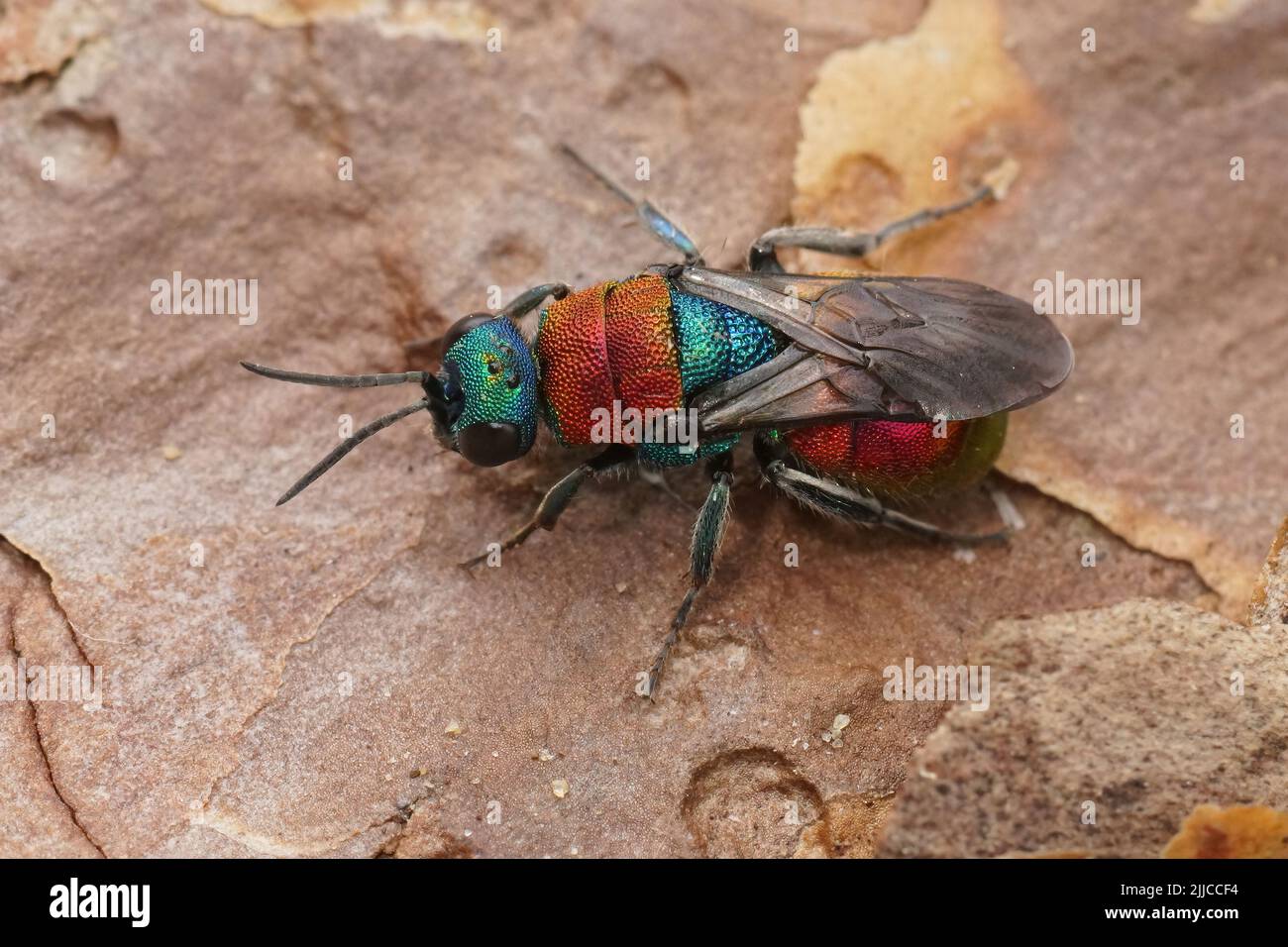 Closeup on a colorful red and blue metallic jewel wasp, Hedychrum ...