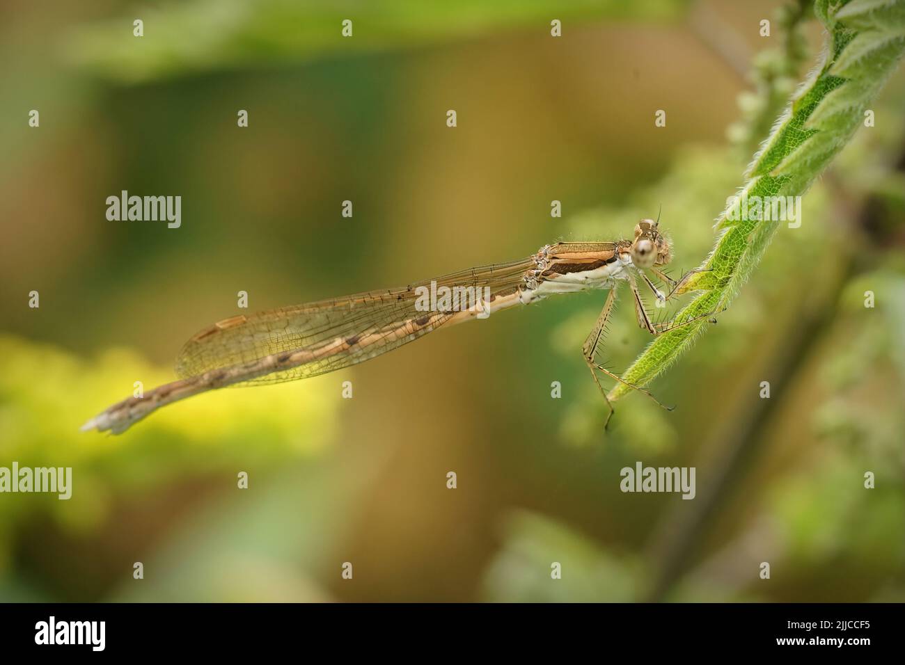 Detailed closeup on a female Common winter damselfly, Sympecma fusca ...
