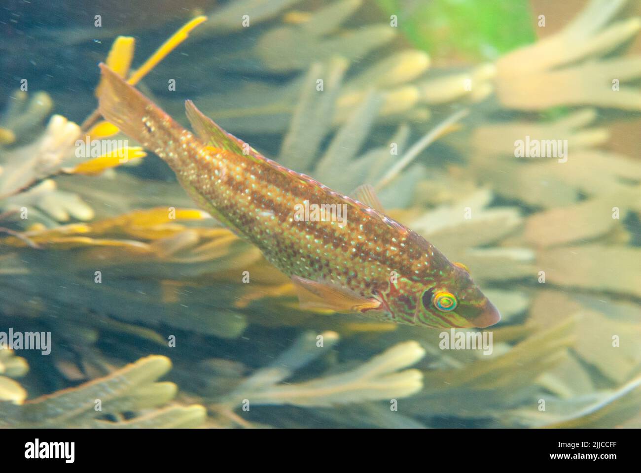 Corkwing wrasse (Symphodus melops) photographed underwater in ...