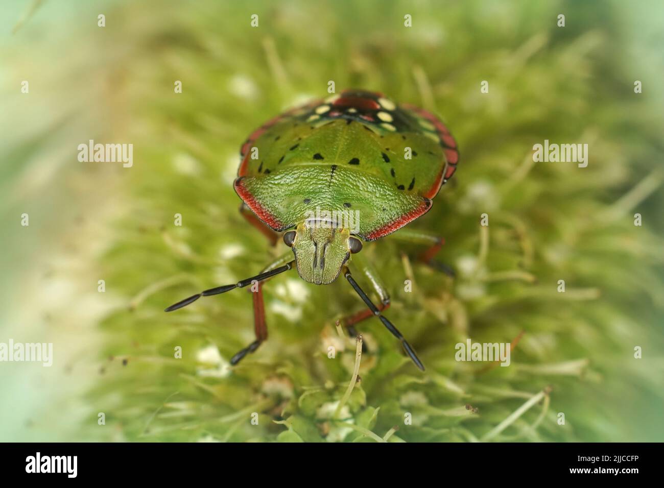 Closeup on the colorful green and pink nymph instar of the Southern ...