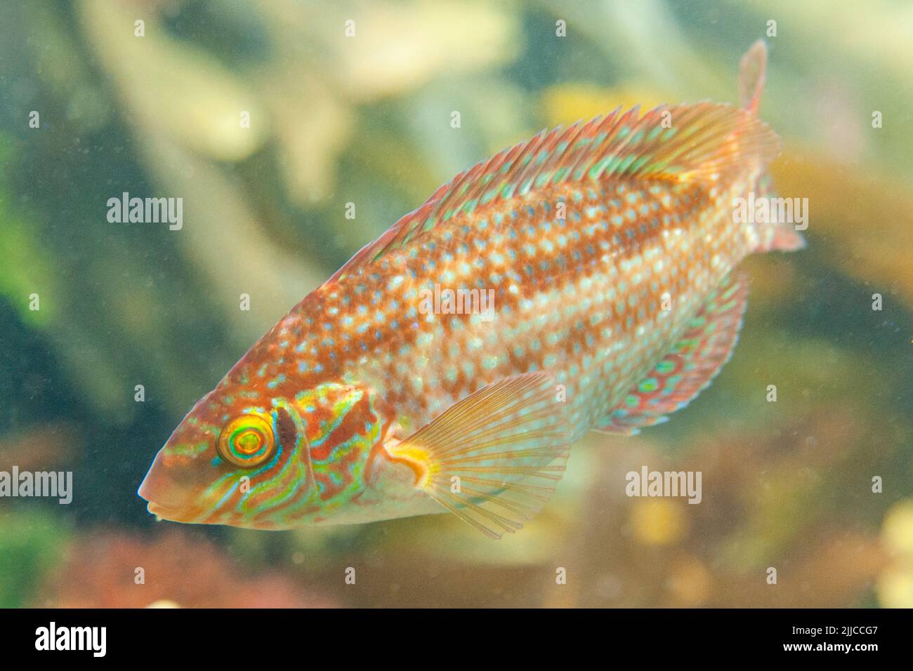 Corkwing wrasse (Symphodus melops) photographed underwater in ...