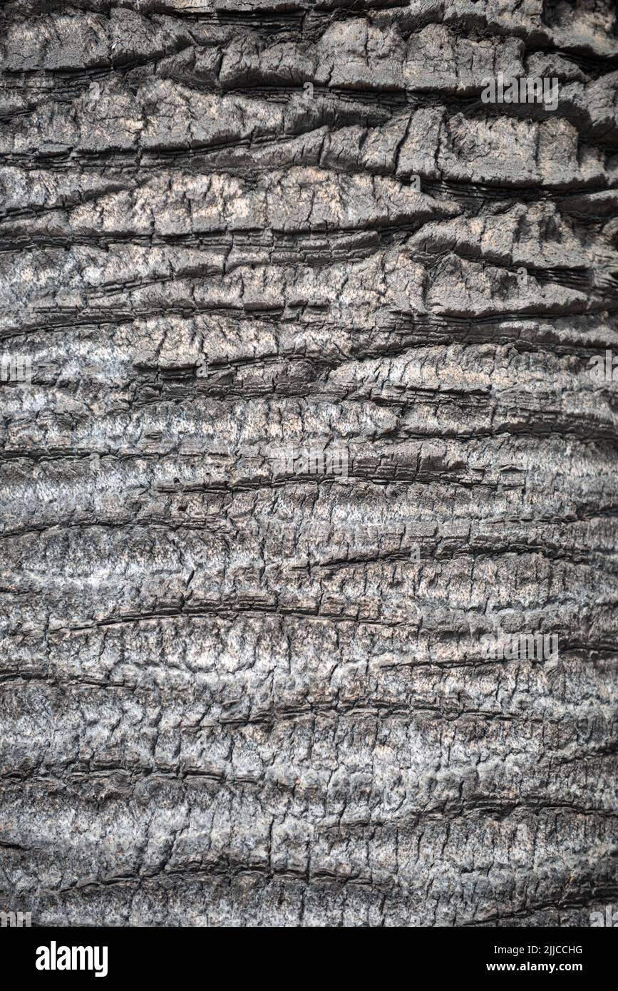 Stump bark texture. Wood palm coconut tree texture background pattern ...