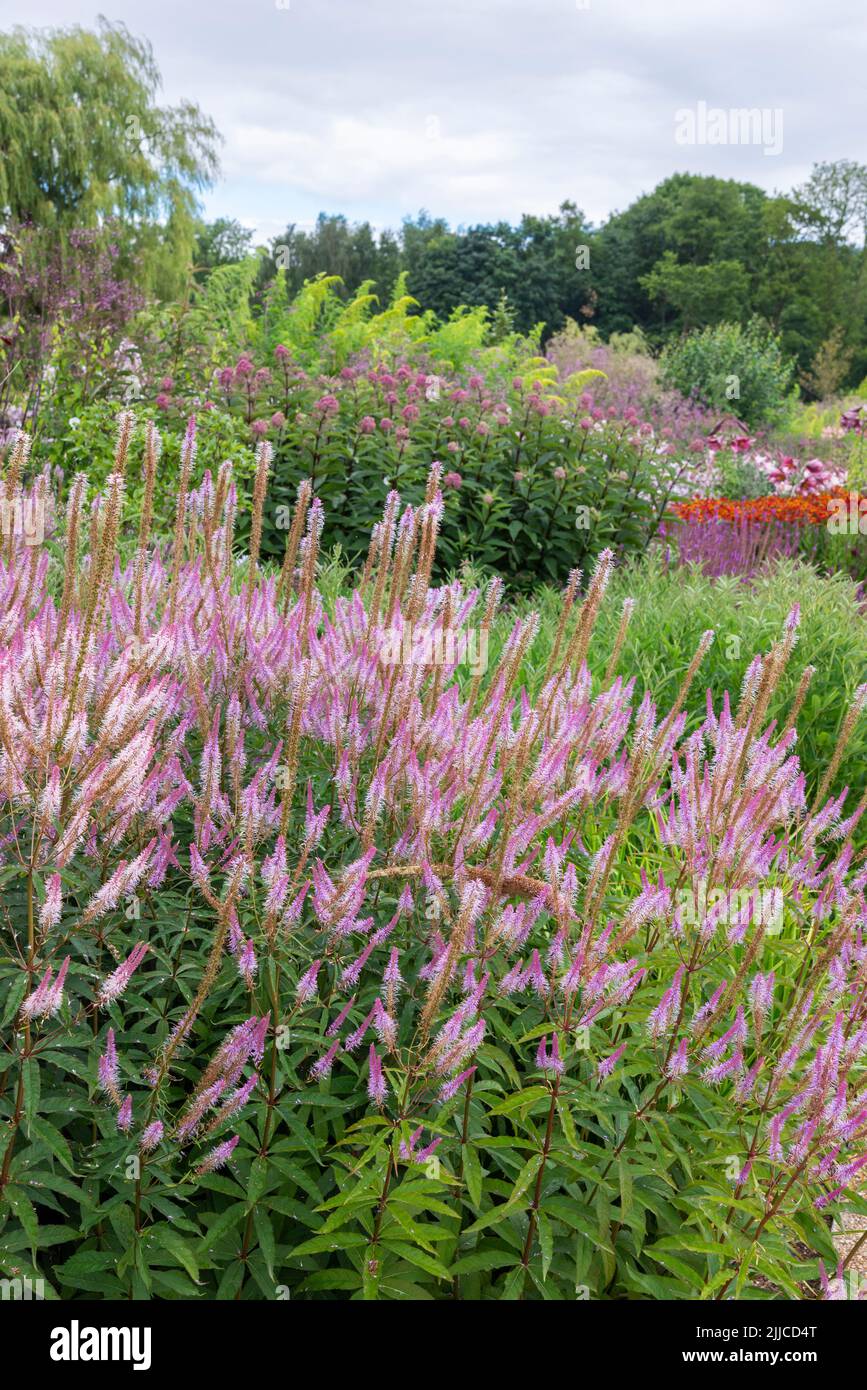 Tall plants for borders hi-res stock photography and images - Alamy