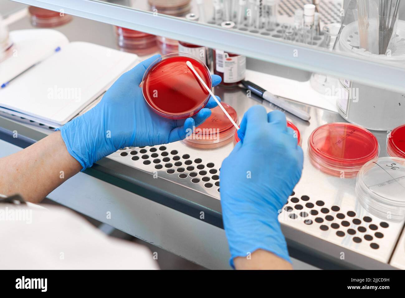 Laboratory technician testing samples of cell cultivation in a hospital ...