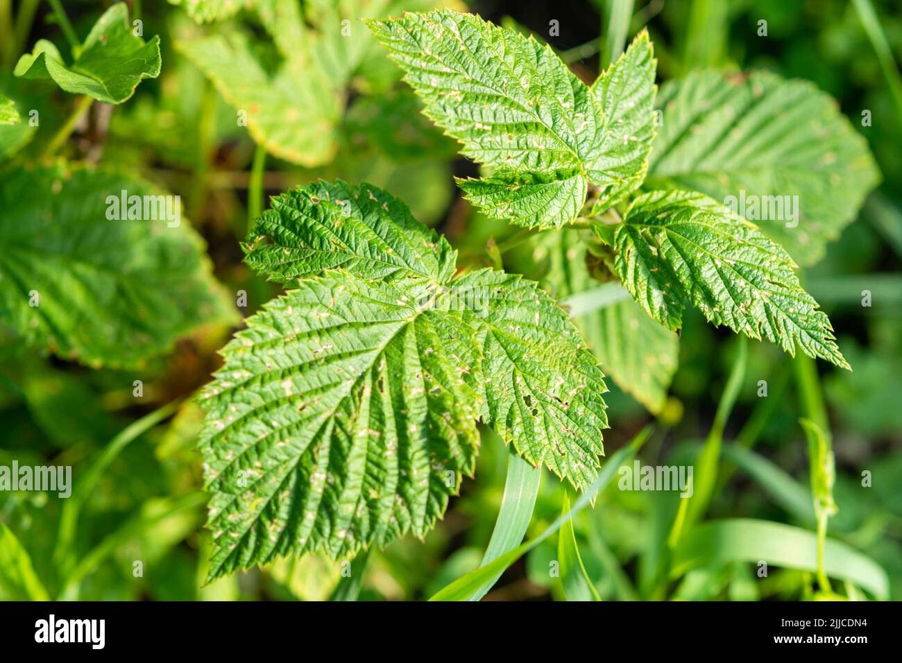 Chlorotic blotches of blackberry virus. Yellows disease symptoms in ...