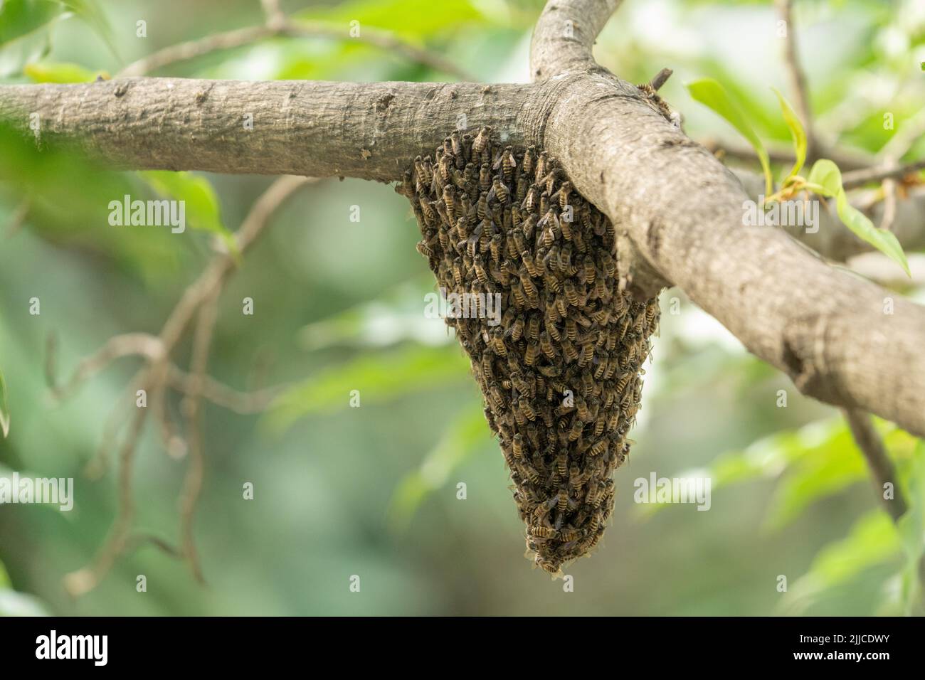 A swarm of wild bees on a tree branch Stock Photo - Alamy