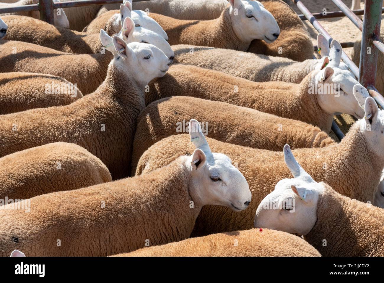 Sheep faces hi-res stock photography and images - Alamy