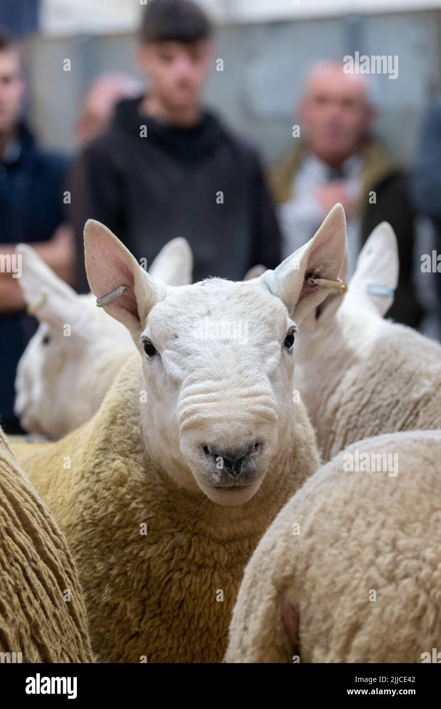 Lockerbie Park Cheviots being judged at the pre sale show. Dumfries ...