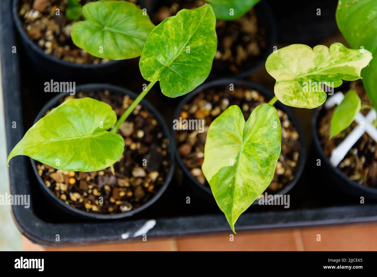Little sapling of Alocasia Gageana Aurea Variegated in the pot Stock ...