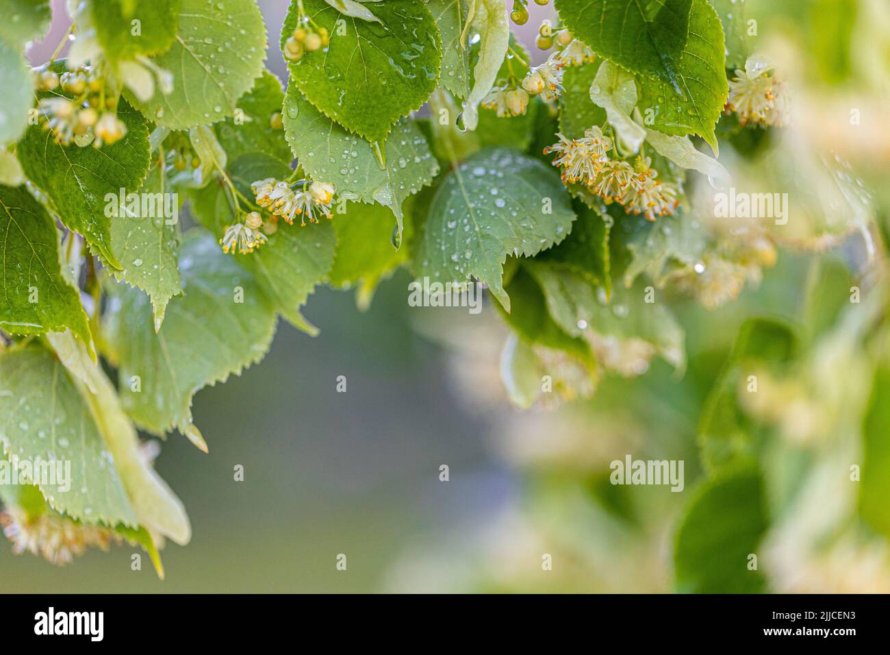 Linden yellow blossom of Tilia cordata tree (small-leaved lime, little ...