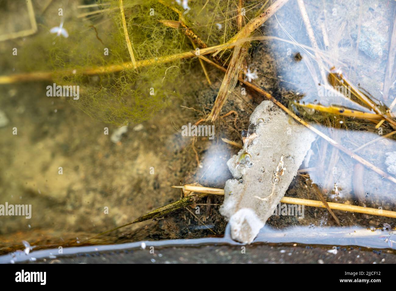 Selective focus on a section of a water scorpion insect just below the ...