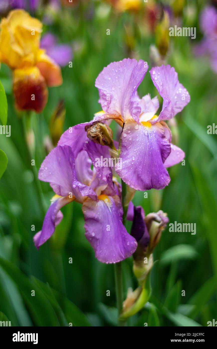 Flower bed flowering iris hi-res stock photography and images - Alamy