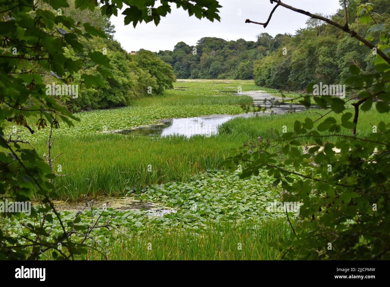 Bosherston lily ponds, Bosherston, Stackpole, Pembrokeshire, Wales ...