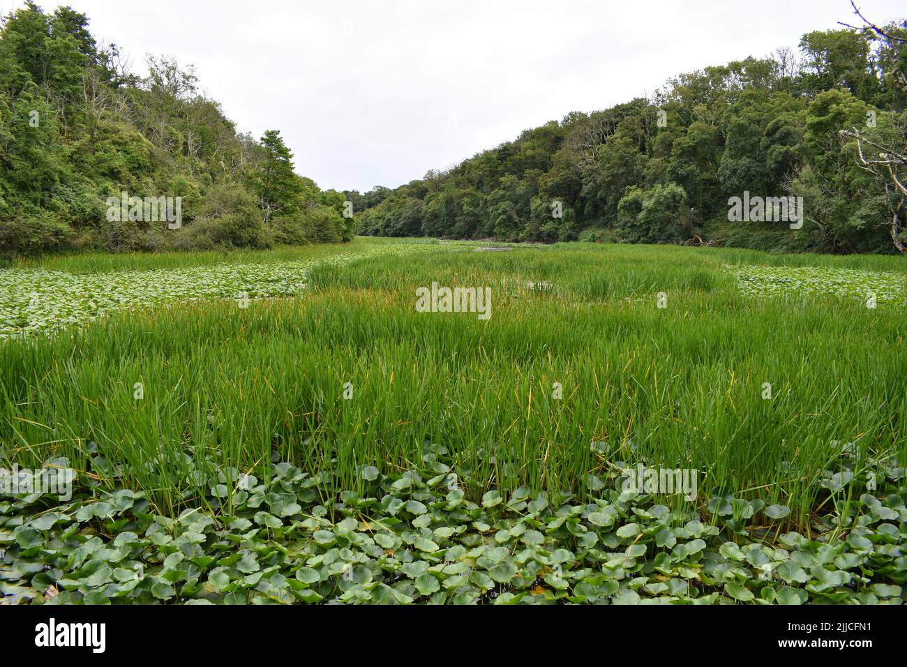 Bosherston lily ponds, Bosherston, Stackpole, Pembrokeshire, Wales ...