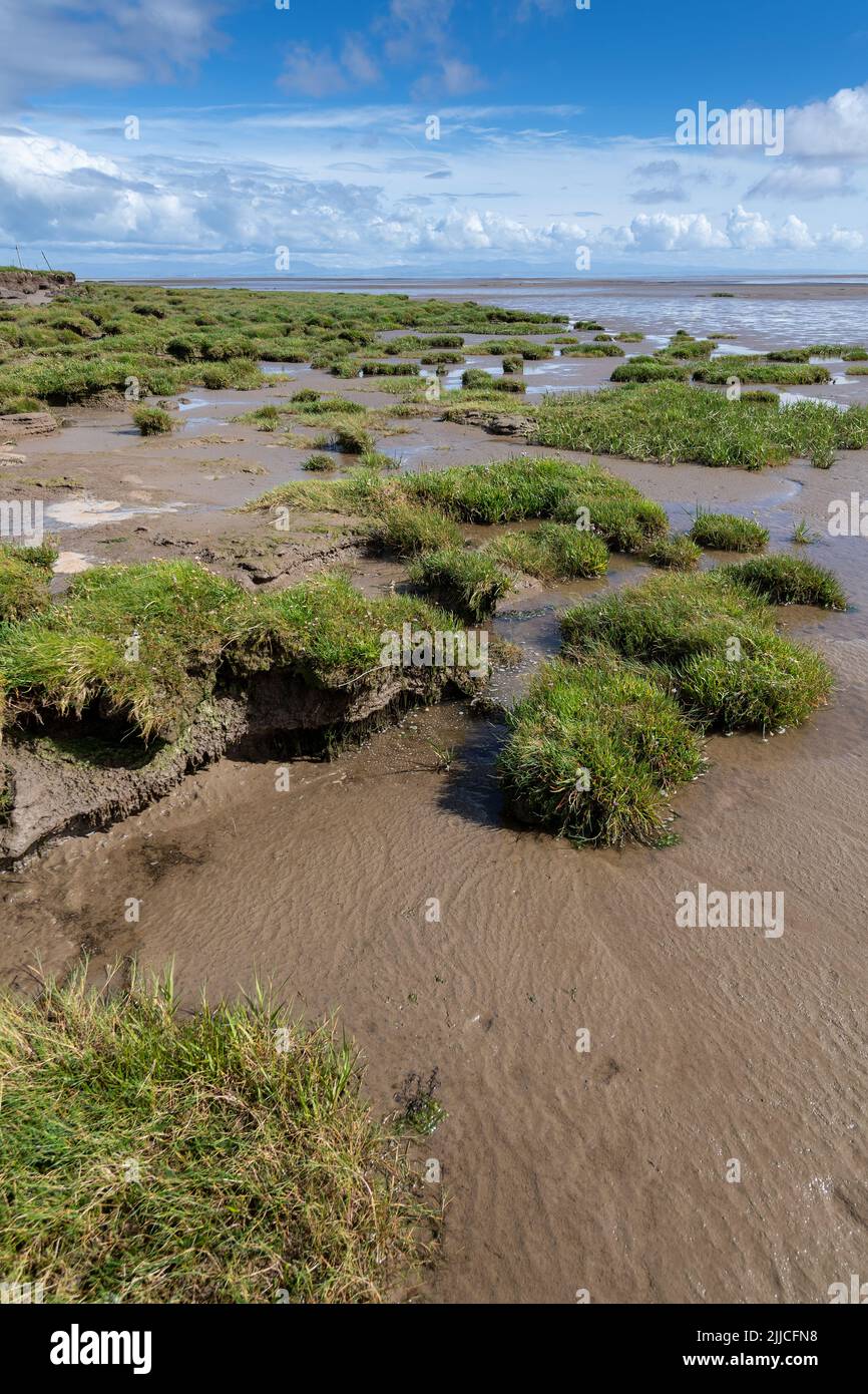 Saltmarsh habitat near the Caerlaverock nature reserve on the Solway ...