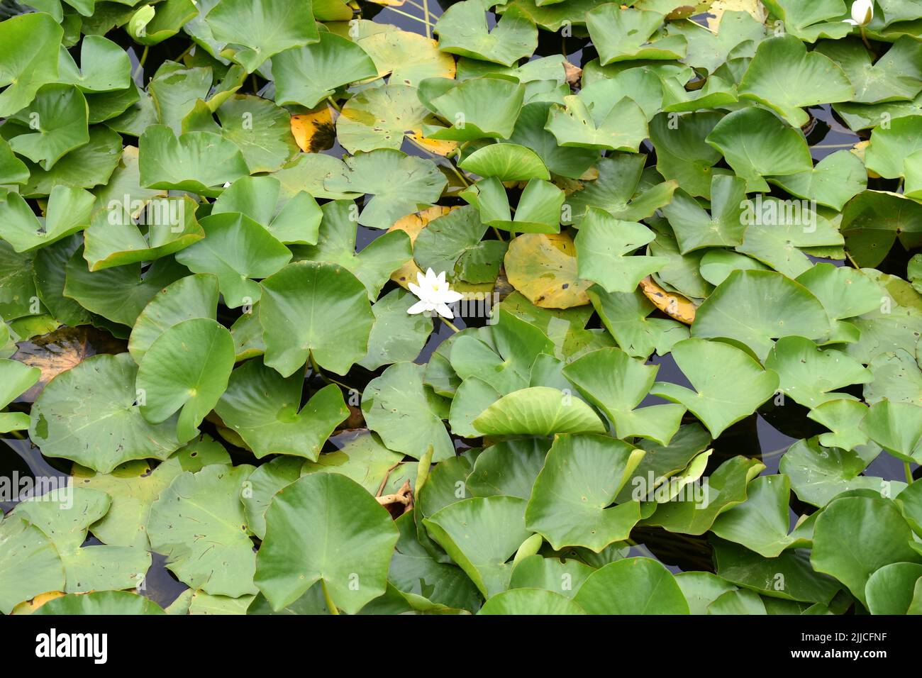Water lilies, Bosherston lily ponds, Stackpole, Pembrokeshire, Wales ...