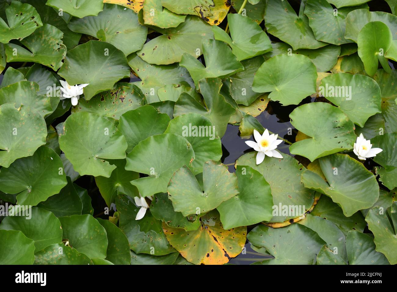 Water lilies, Bosherston lily ponds, Stackpole, Pembrokeshire, Wales ...