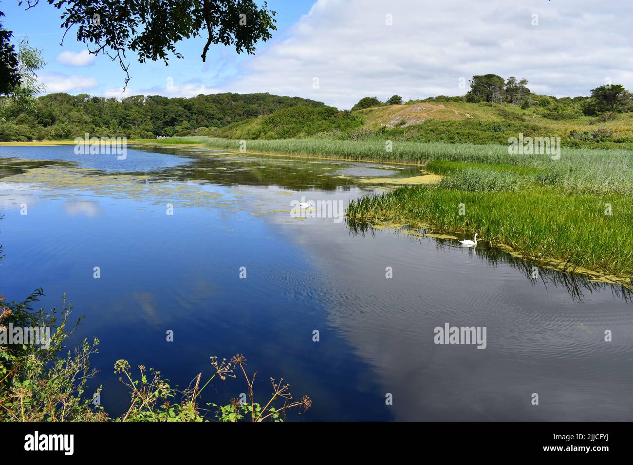 Swans on Bosherston lily ponds, Bosherston, Stackpole, Pembrokeshire ...