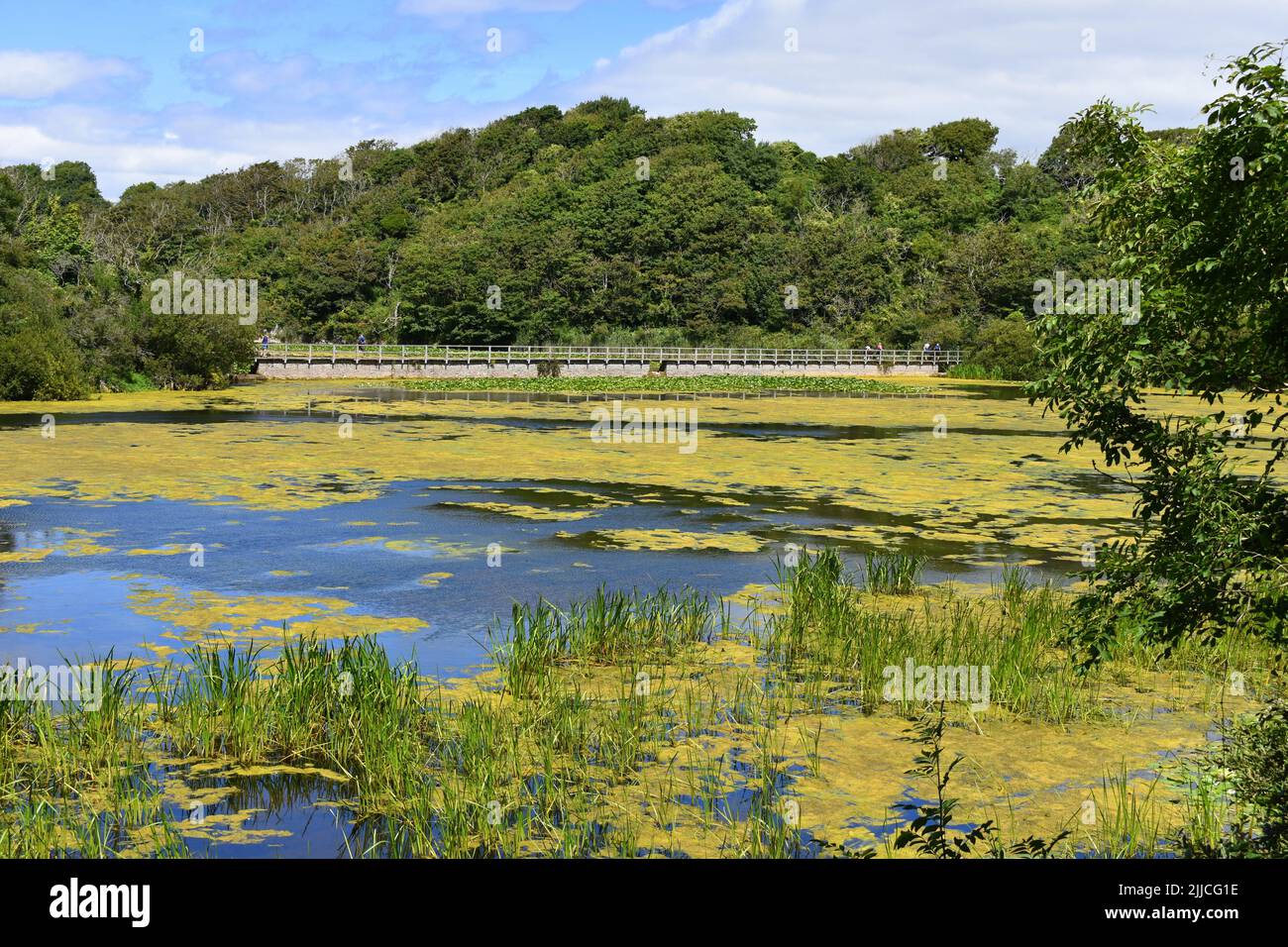 Llynnoedd bosherston hi-res stock photography and images - Alamy
