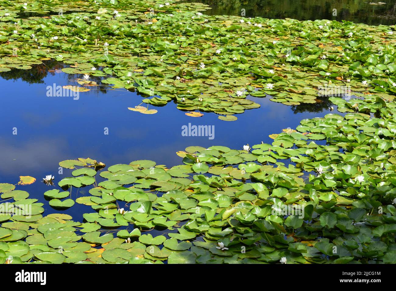 Water lilies, Bosherston lily ponds, Stackpole, Pembrokeshire, Wales ...