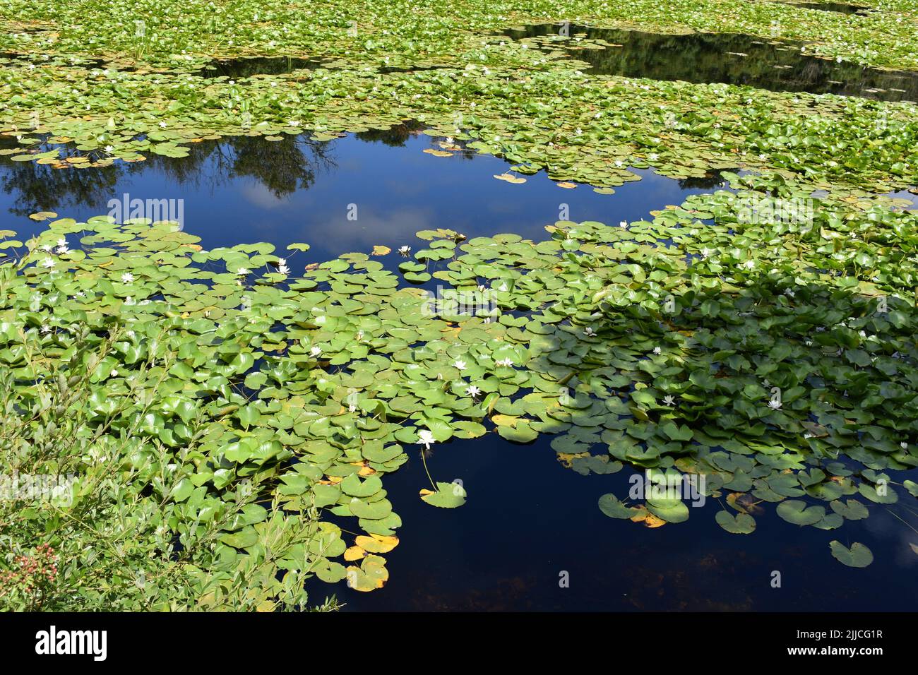 Water lilies, Bosherston lily ponds, Stackpole, Pembrokeshire, Wales ...