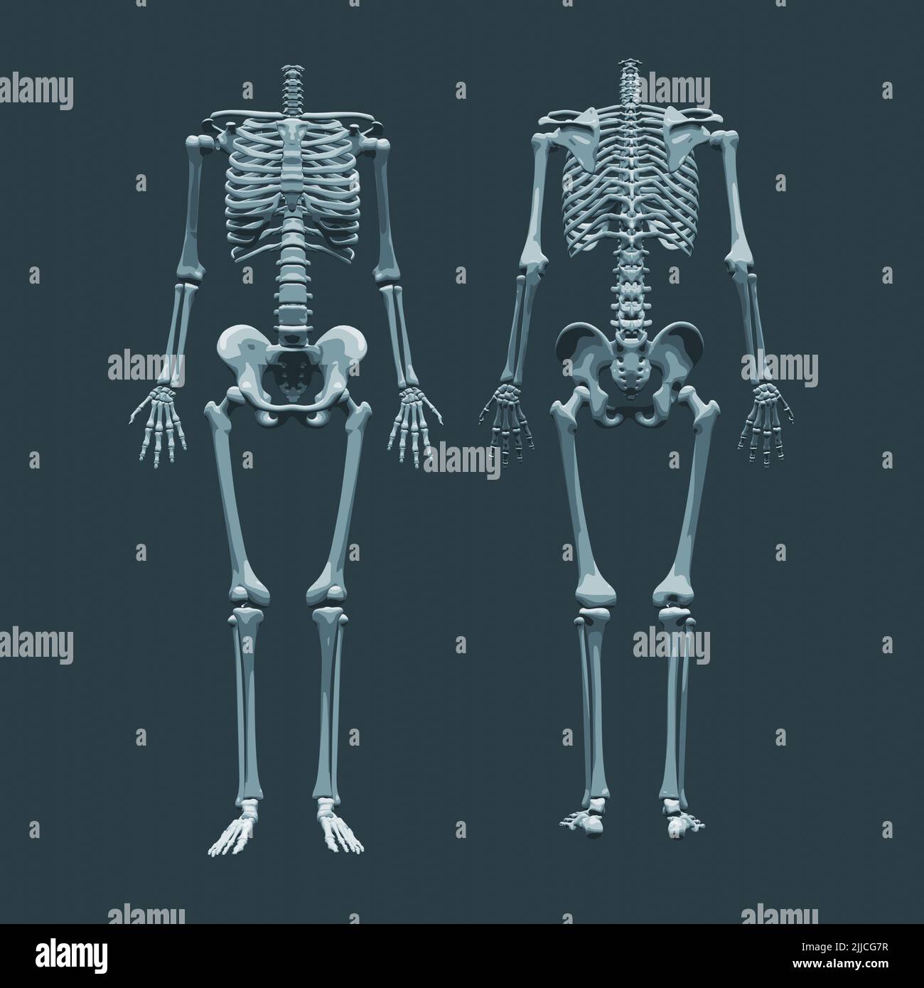 Human skeleton illustration showing full body, anterior and posterior ...