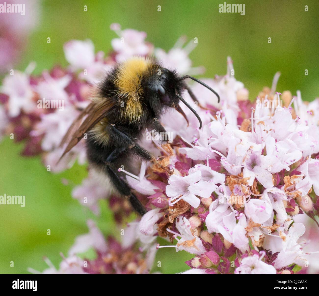 Bombus bumblebee hi-res stock photography and images - Alamy