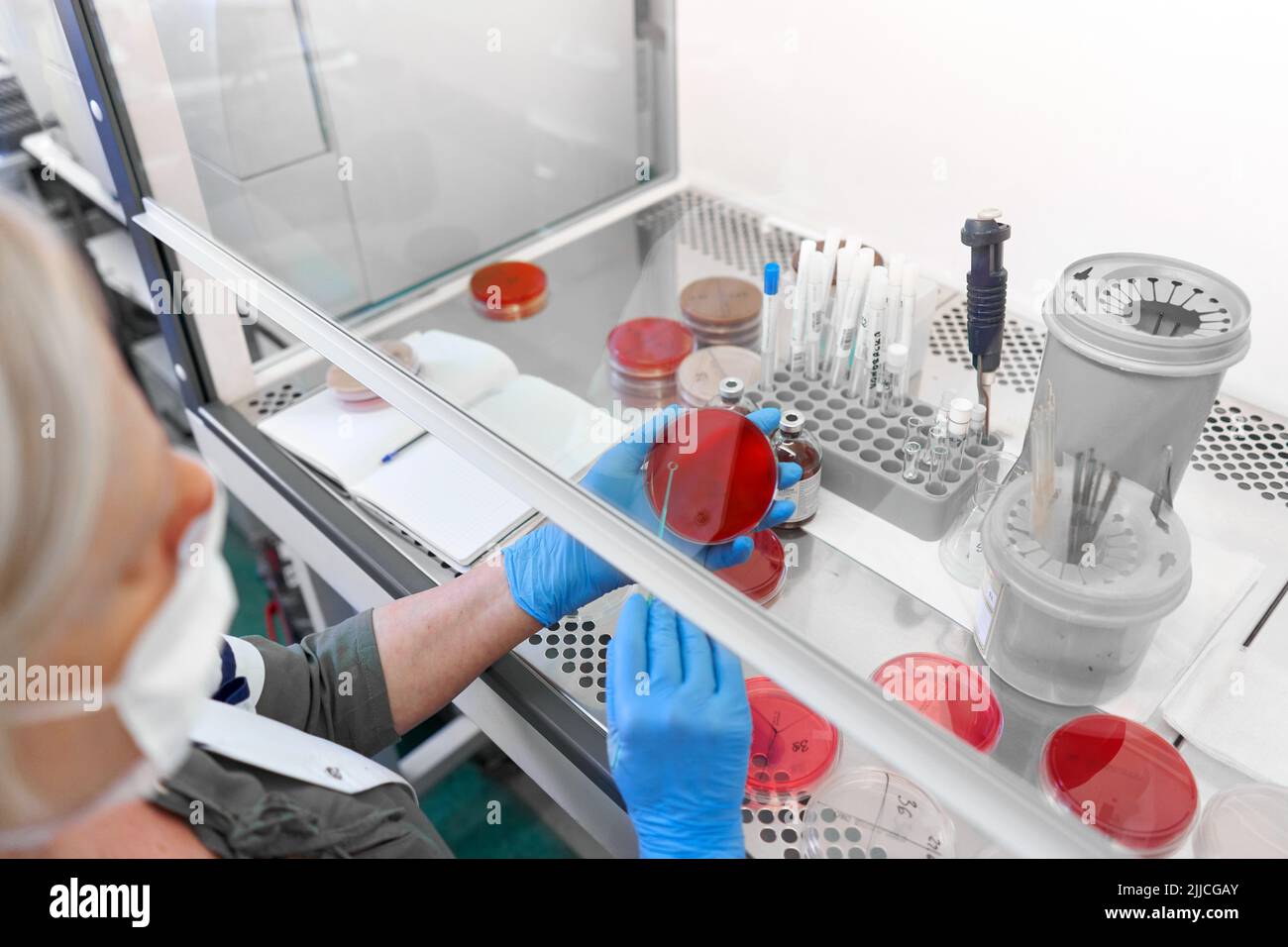 Woman working with samples of cell cultivation in an hospital lab Stock ...