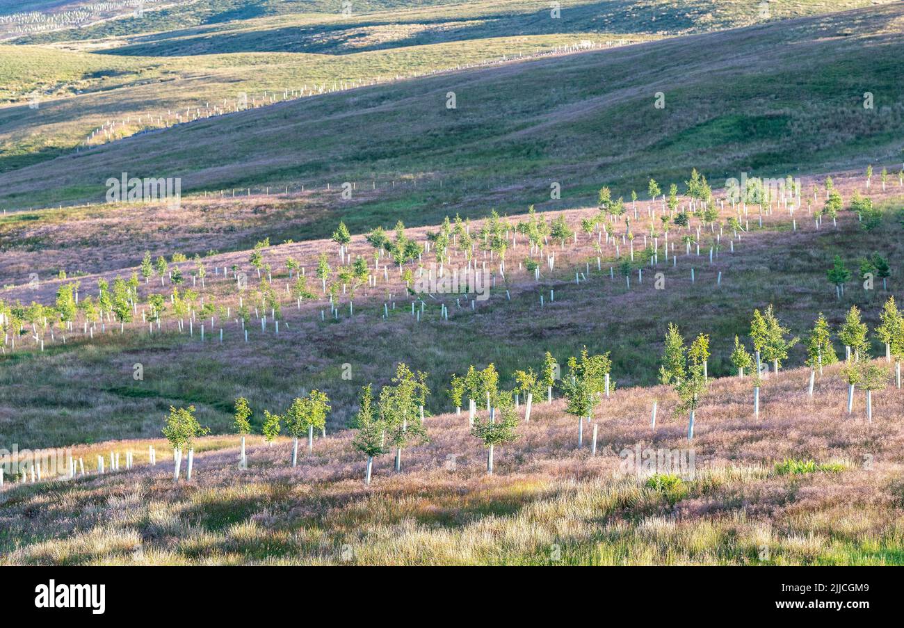 Trees planted on moorland in the Yorkshire Dales as part of ...