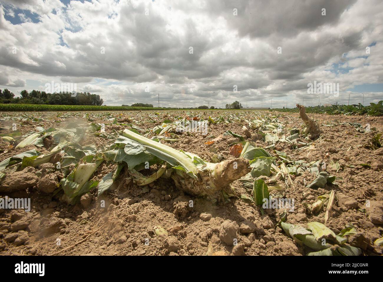 Illustration picture shows part of a field destroyed by his owner at ...