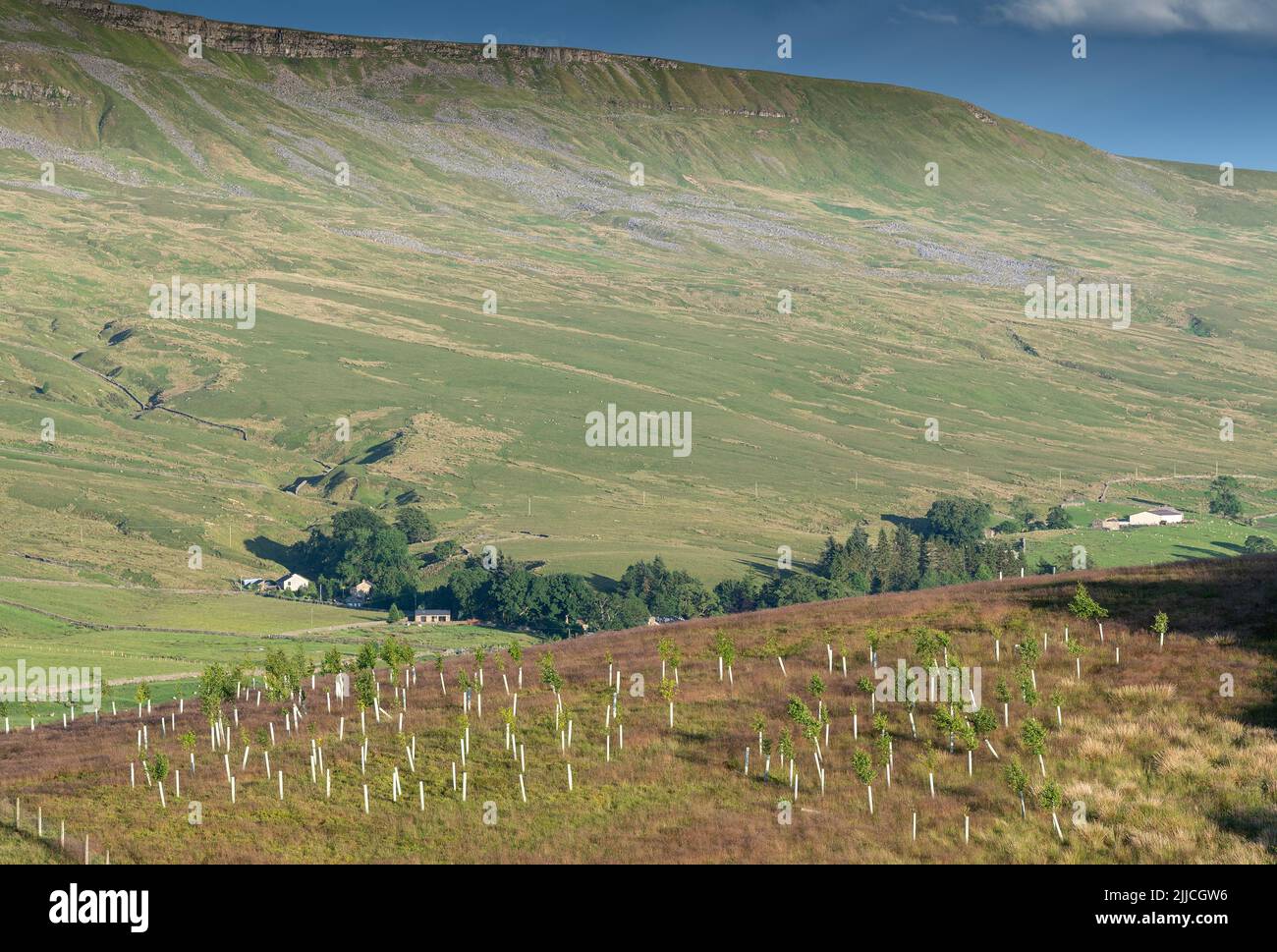 Trees planted on moorland in the Yorkshire Dales as part of ...