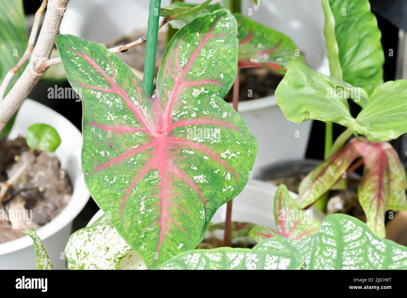 Caladium, Caladium Bicolor Vent or Caladium bicolor plant Stock Photo ...