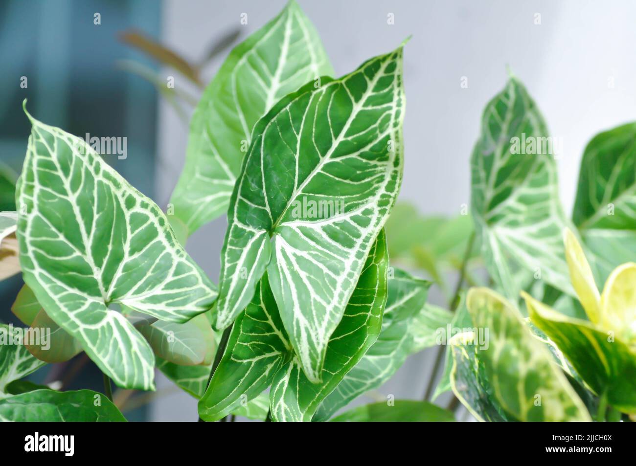 Syngonium Batik, Syngonium podophyllum or Syngonium podophyllum, Arrowhead Vine or Goosefoot or ...