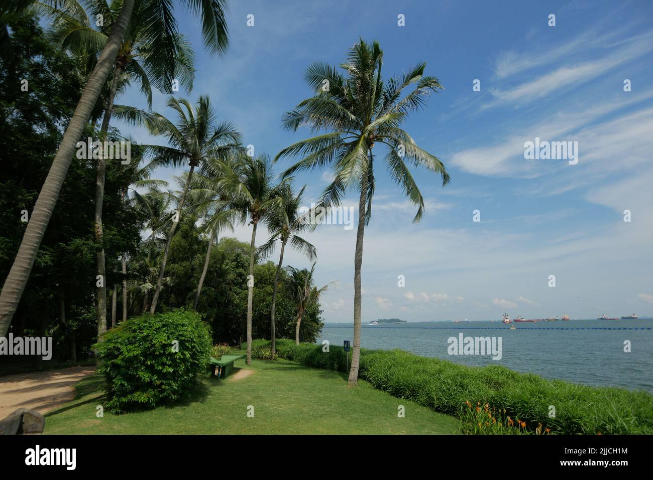 royal palm trees row in tropical sentosa sea beach singapore Stock ...