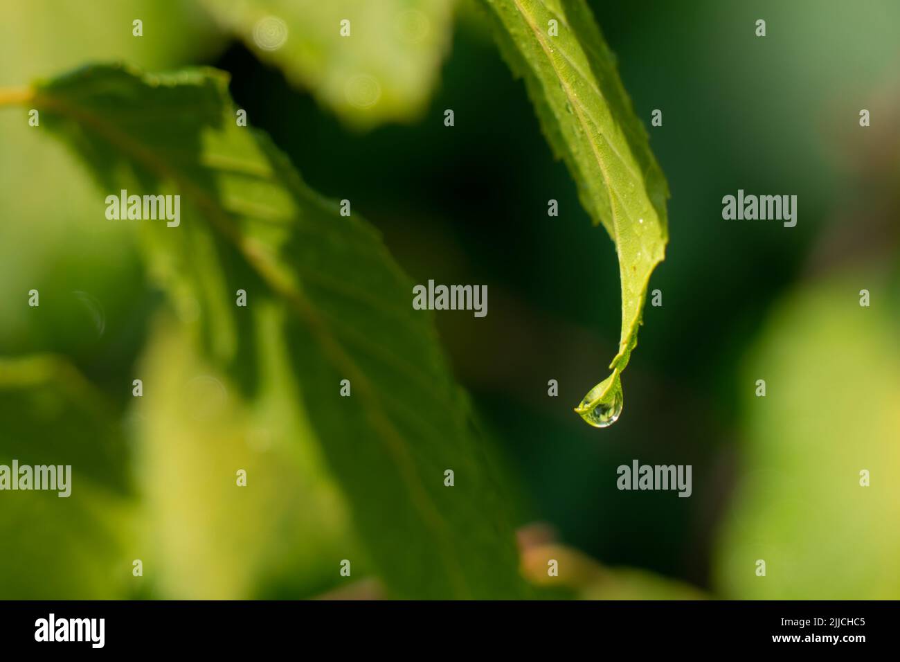 Water drop on tip of leaves hi-res stock photography and images - Alamy