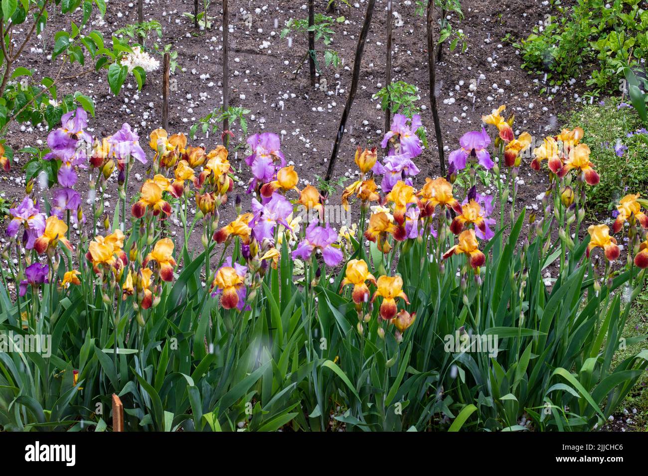 Withered pink iris blossom hi-res stock photography and images - Alamy