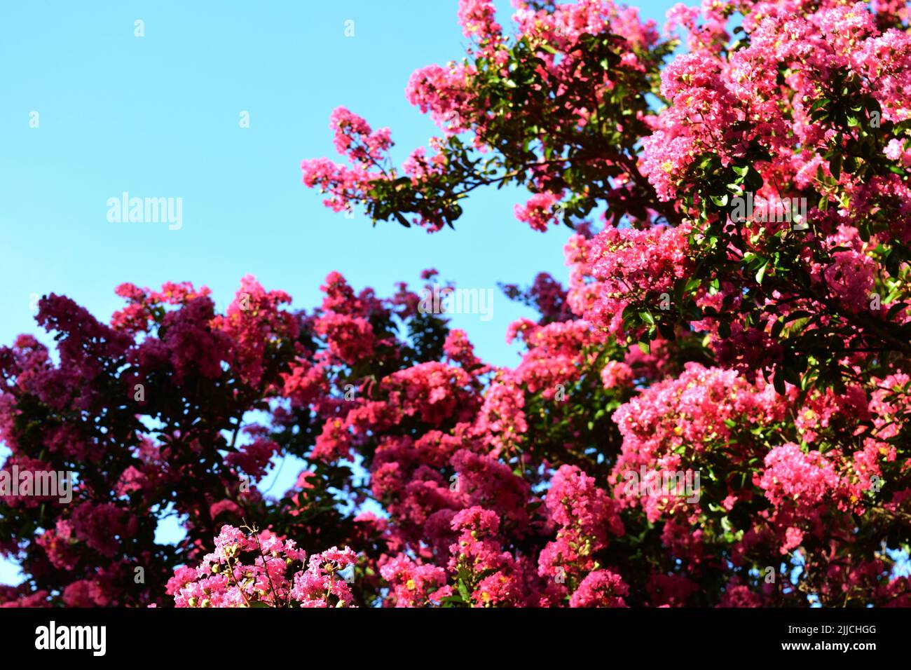 A closeup shot of red sedum flowers against a blue sky on a sunny day ...