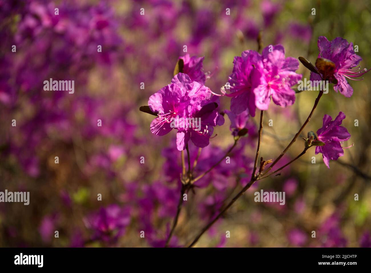 Purple labrador tea flowers on blur background. Pink wild rosmary ...
