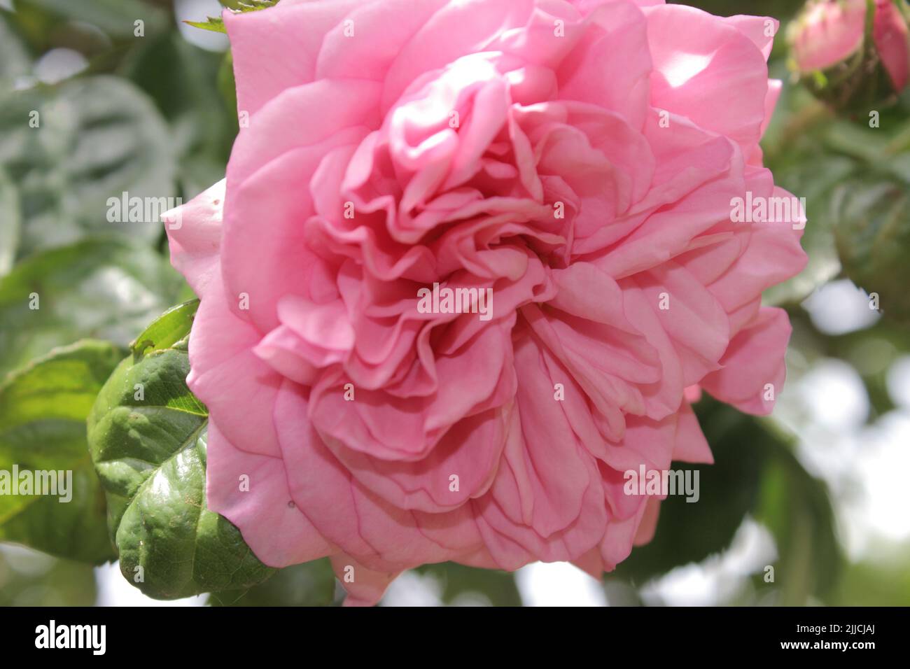 Wallpaper bild hi-res stock photography and images - Alamy
