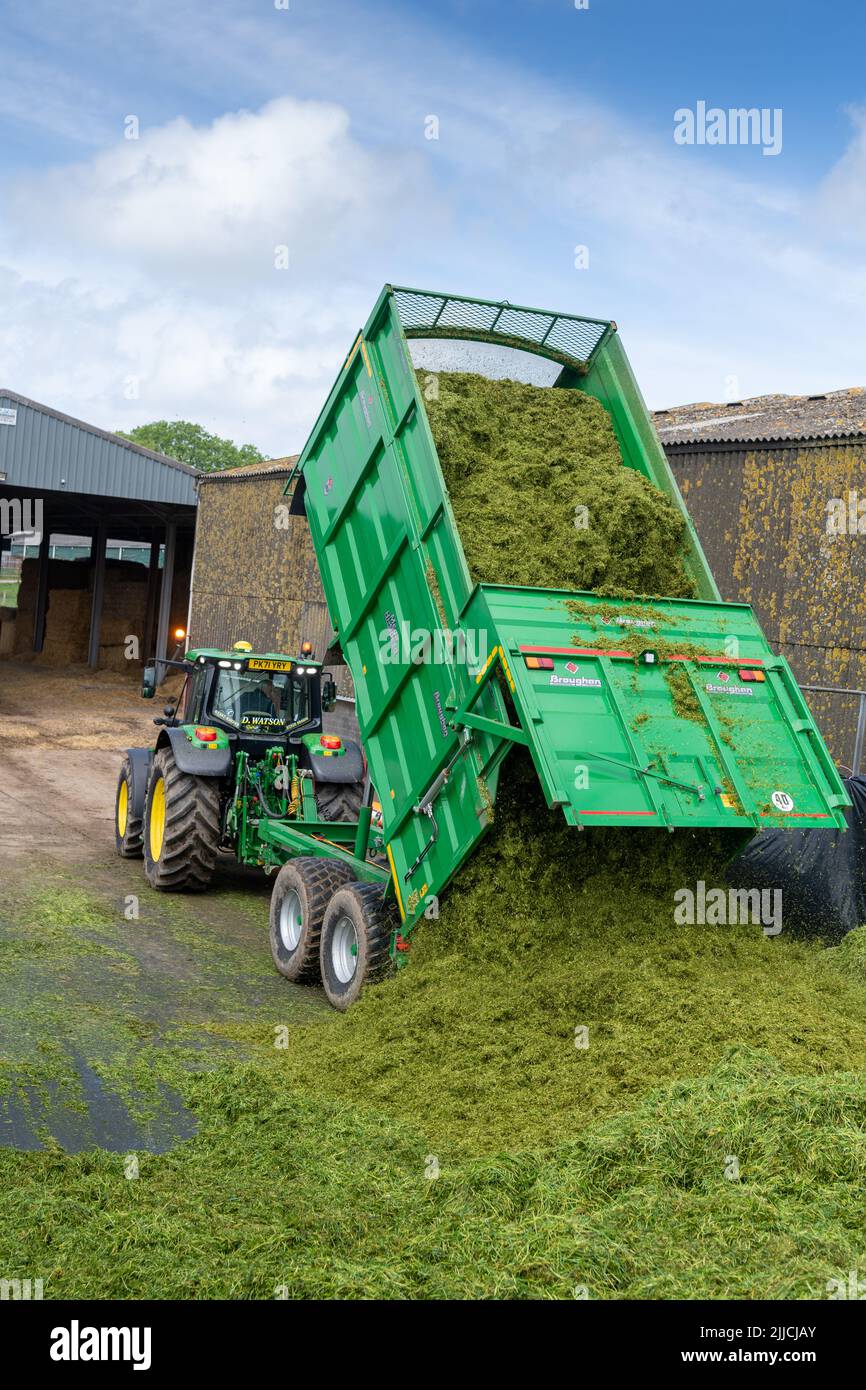 Tractor and trailer tipping harvested grass in a silage pit on a dairy ...