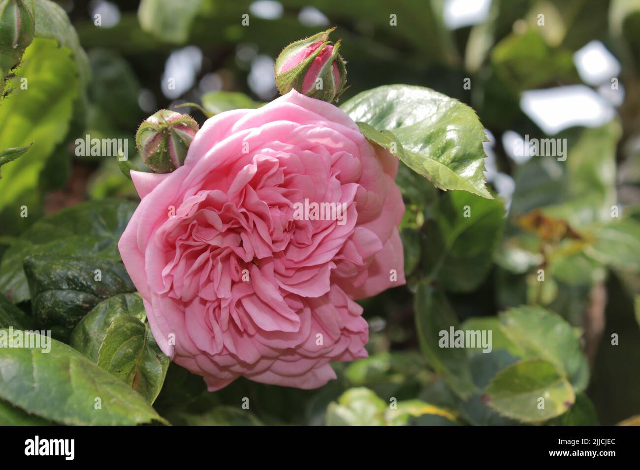 Rose inflorescence in close-up. Pink flower petals. Macrophotography of ...